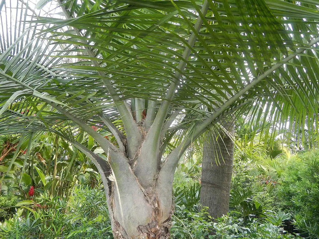 Majesty Palm Care Indoors: 11 Easy Steps To Ravenea Rivularis Care
