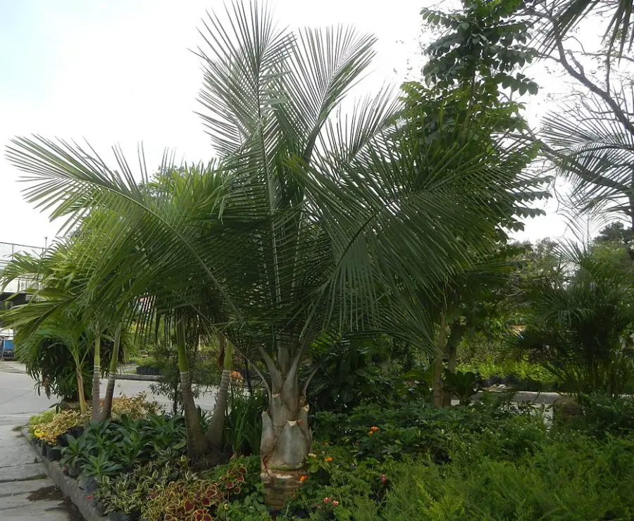 Majesty Palm Care Indoors: 11 Easy Steps To Ravenea Rivularis Care