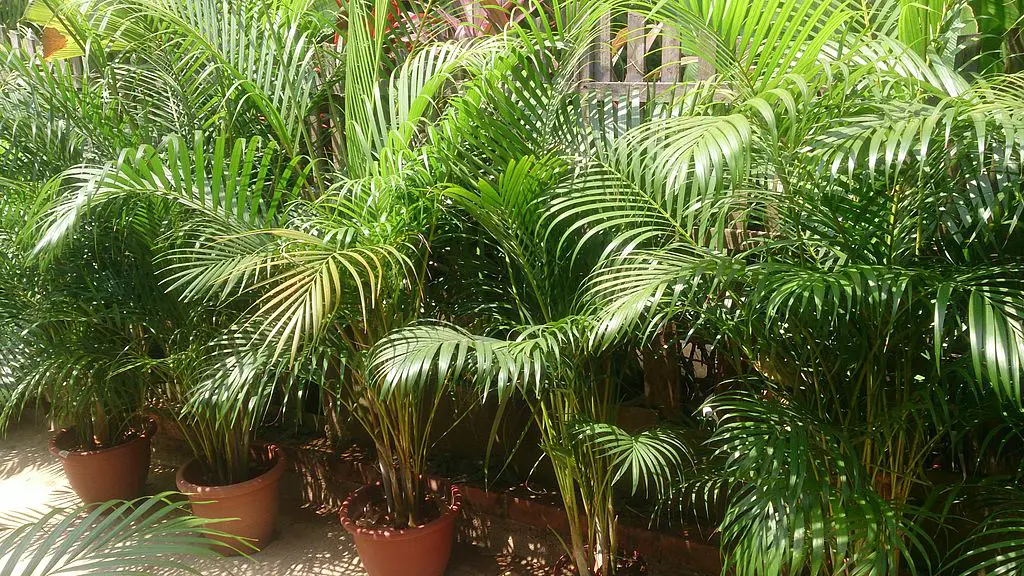 Areca Palm Care Indoors: 7 Essential Tips For Dypsis lutescens