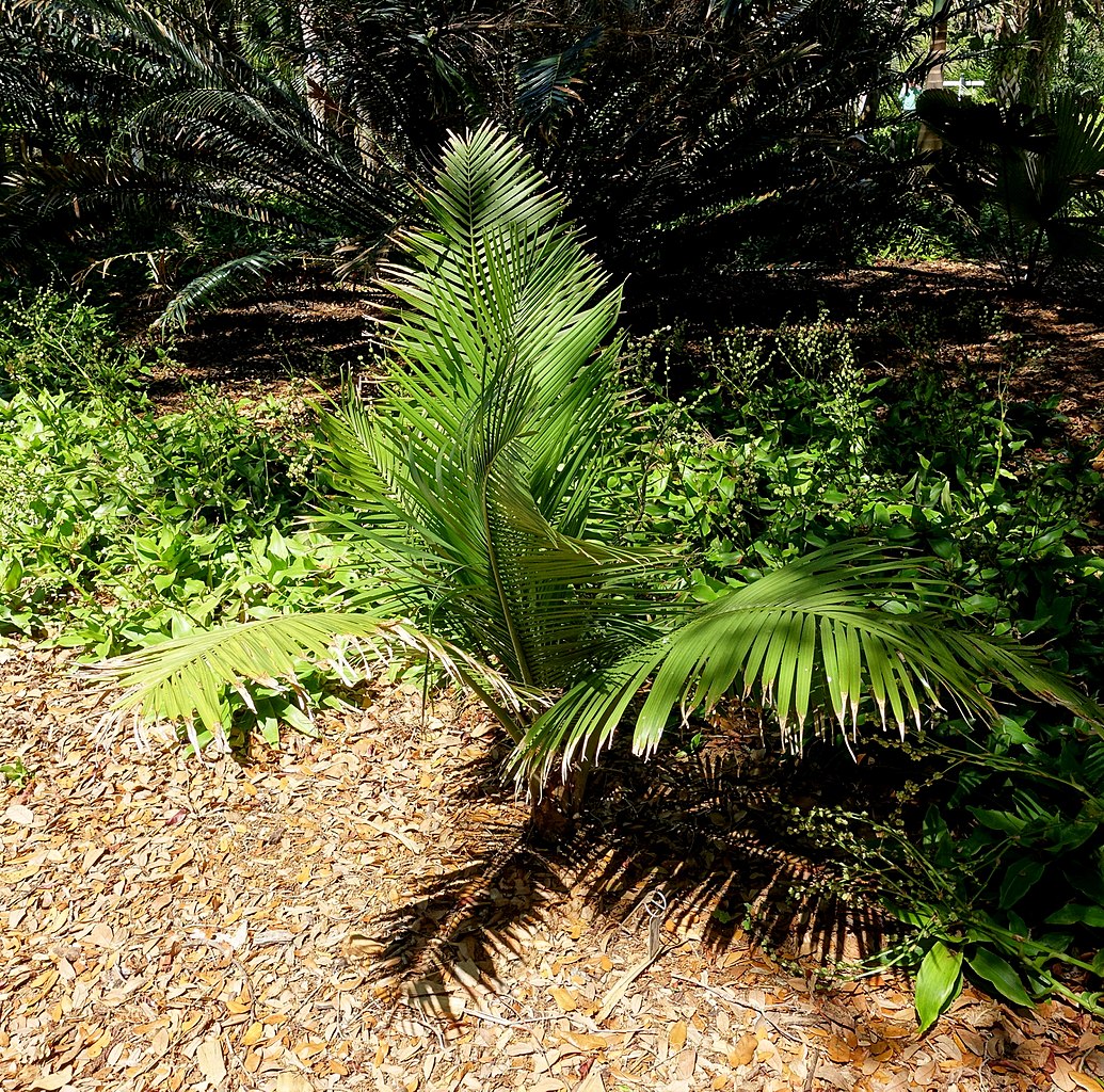 Majesty Palm Care Indoors: 11 Easy Steps To Ravenea Rivularis Care