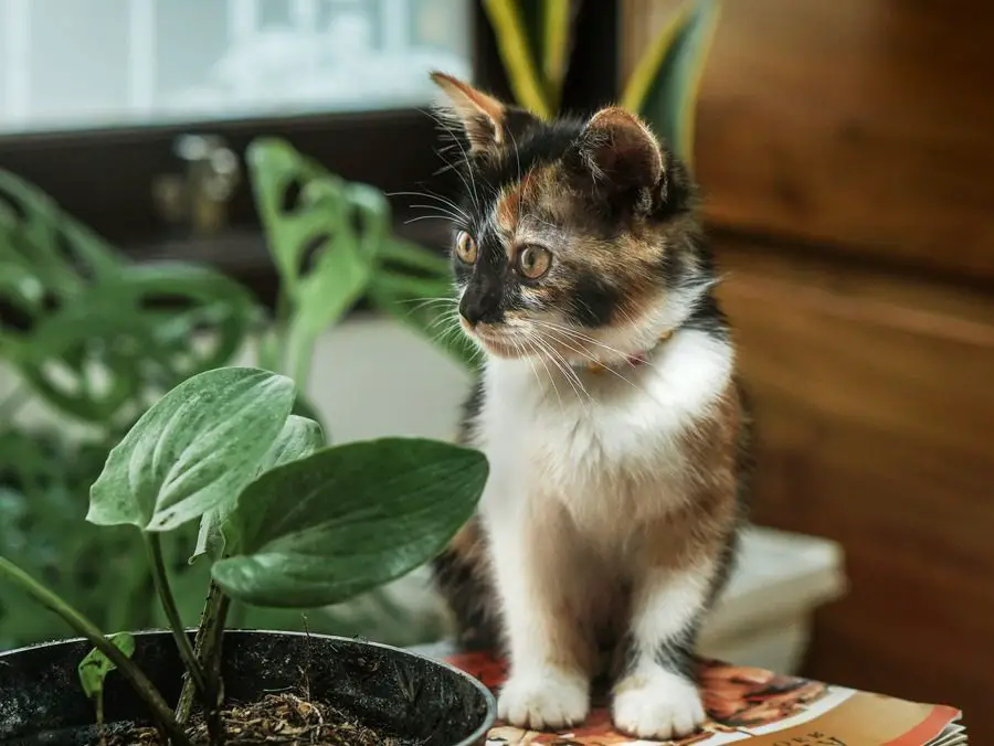 Cat-Safe Indoor Plants for Small Apartments