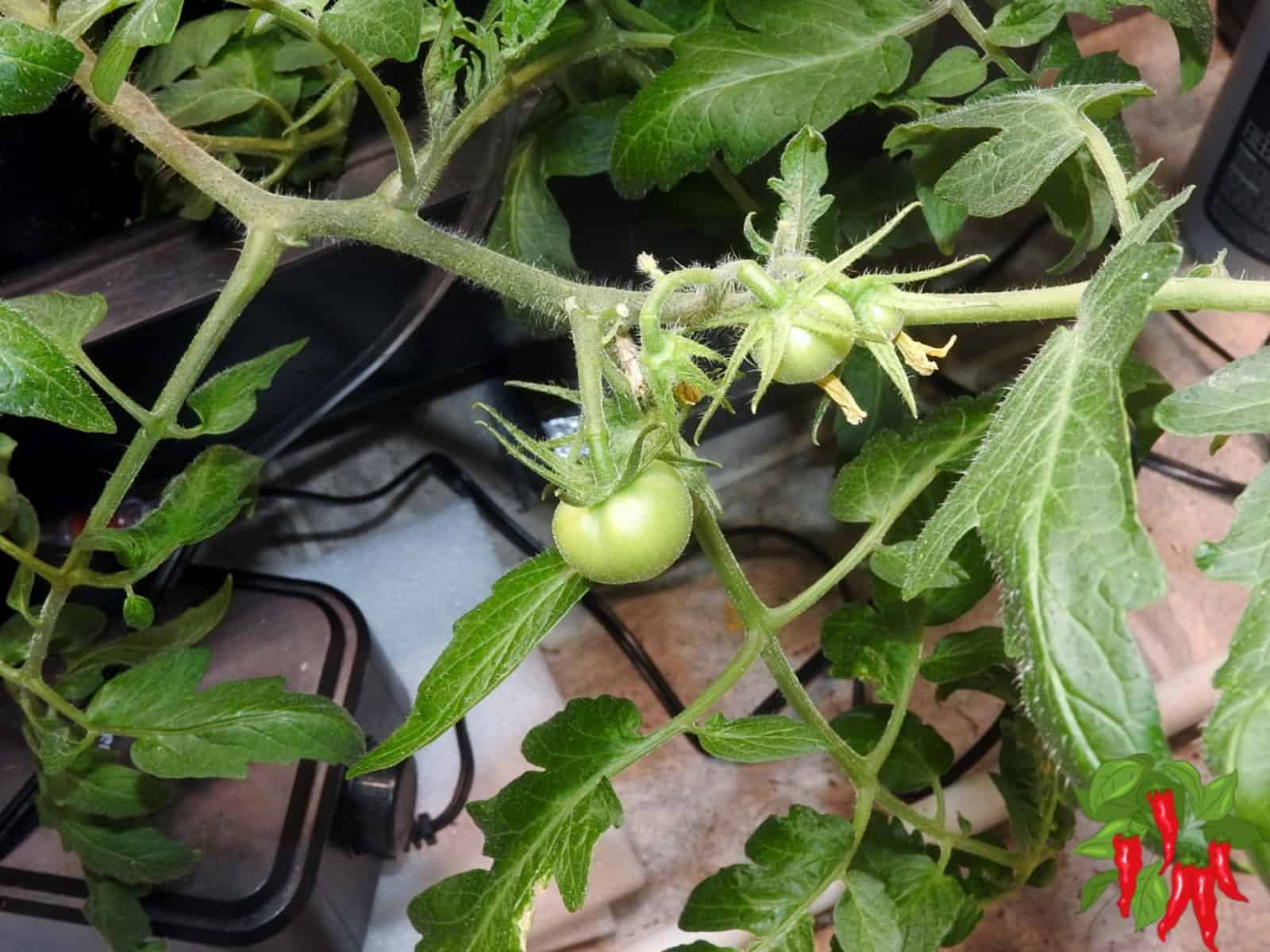 Growing Tomatoes Indoors For Beginners [How To Get The Best Results]