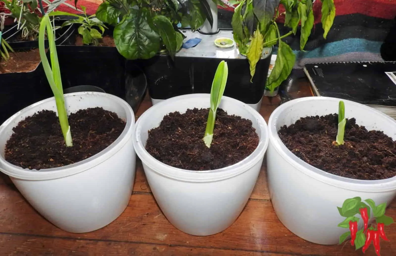 How Do Self-Watering Plant Pots Work? An Easy Growth Hack!