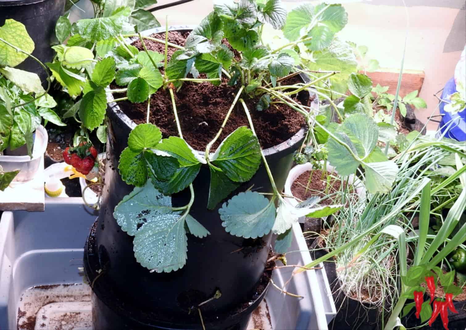 How To Build A Diy Strawberry Tower Easy Diy Project