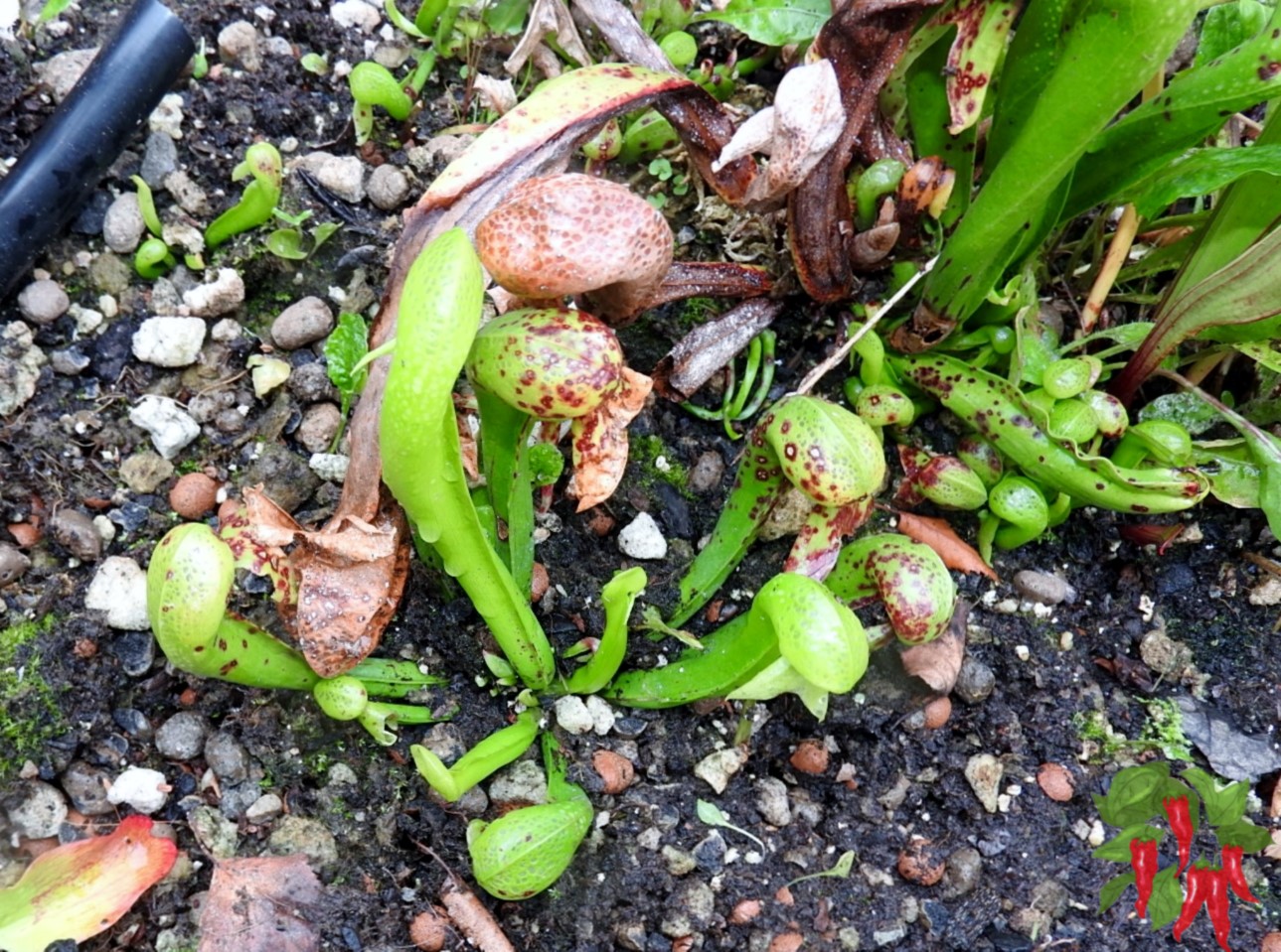Cobra Lily Care: 9 Darlingtonia californica Growth Hacks