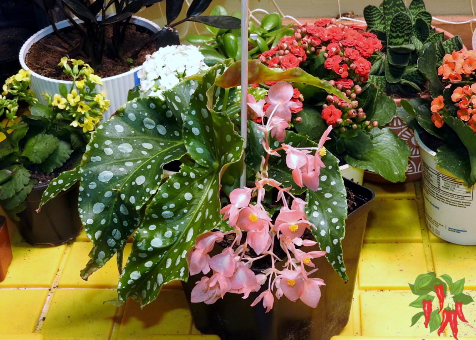 Indoor Houseplants Guide: Best Plants for Every Room