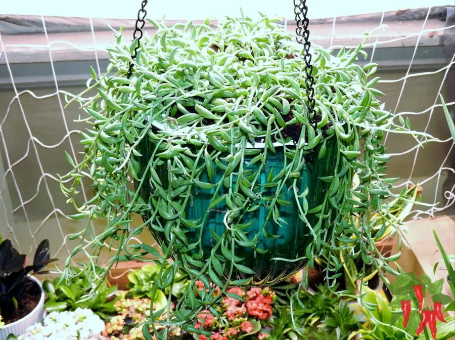 Self Watering Planters: Grow Amazing Plants with Less Effort