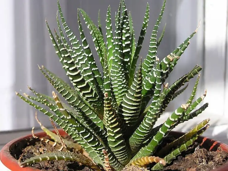 Haworthia Zebra Plant Care: Easy Indoor Growing Tips