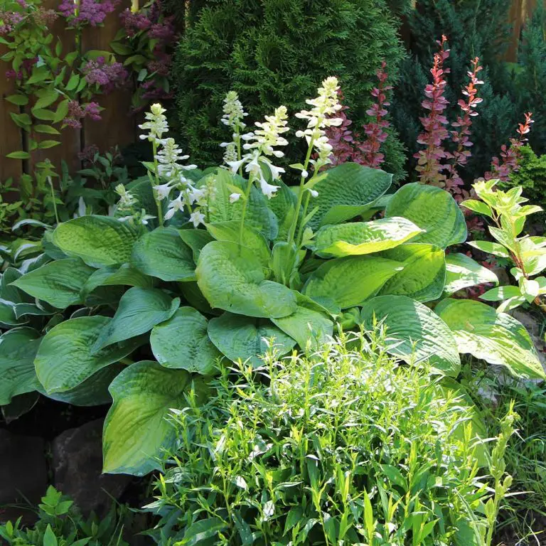15 Tips And Tricks For How To Care For Hostas In Pots