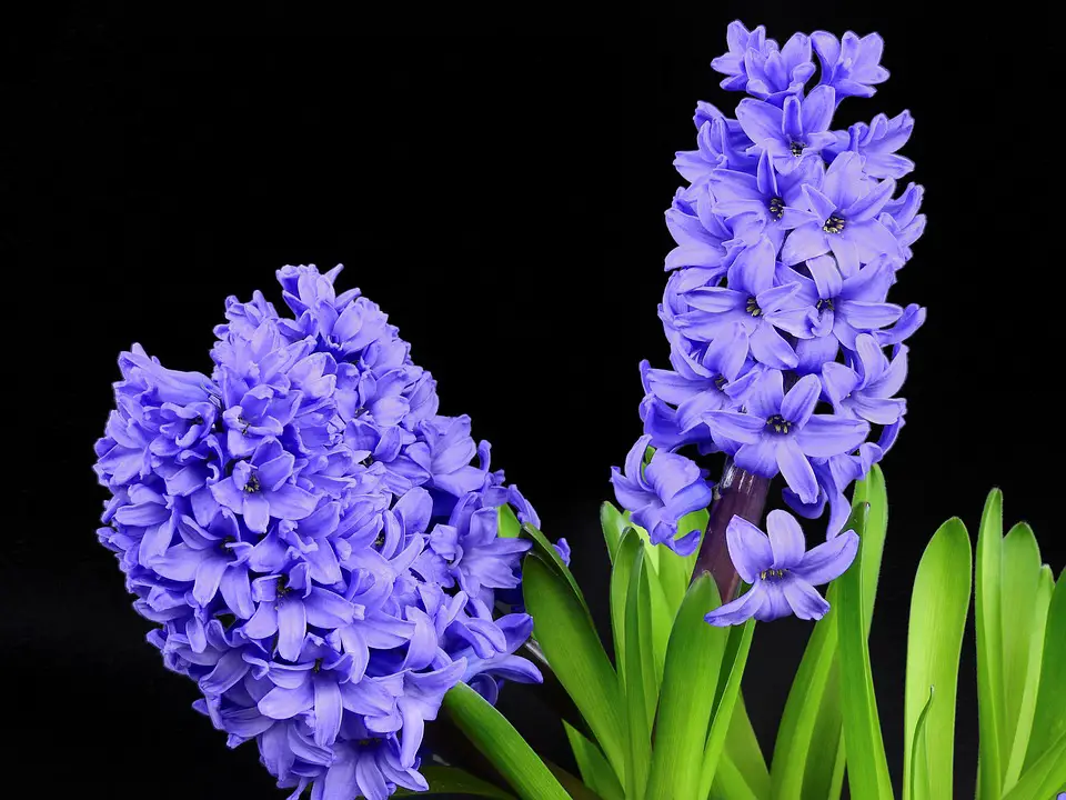 How to Plant Hyacinth Bulbs in Pots: 8 Easy Tips And Tricks