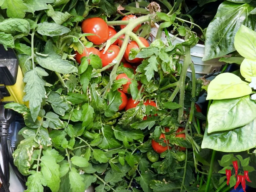 Indoor Vegetable Gardening: Easy Guide to Growing Food Inside