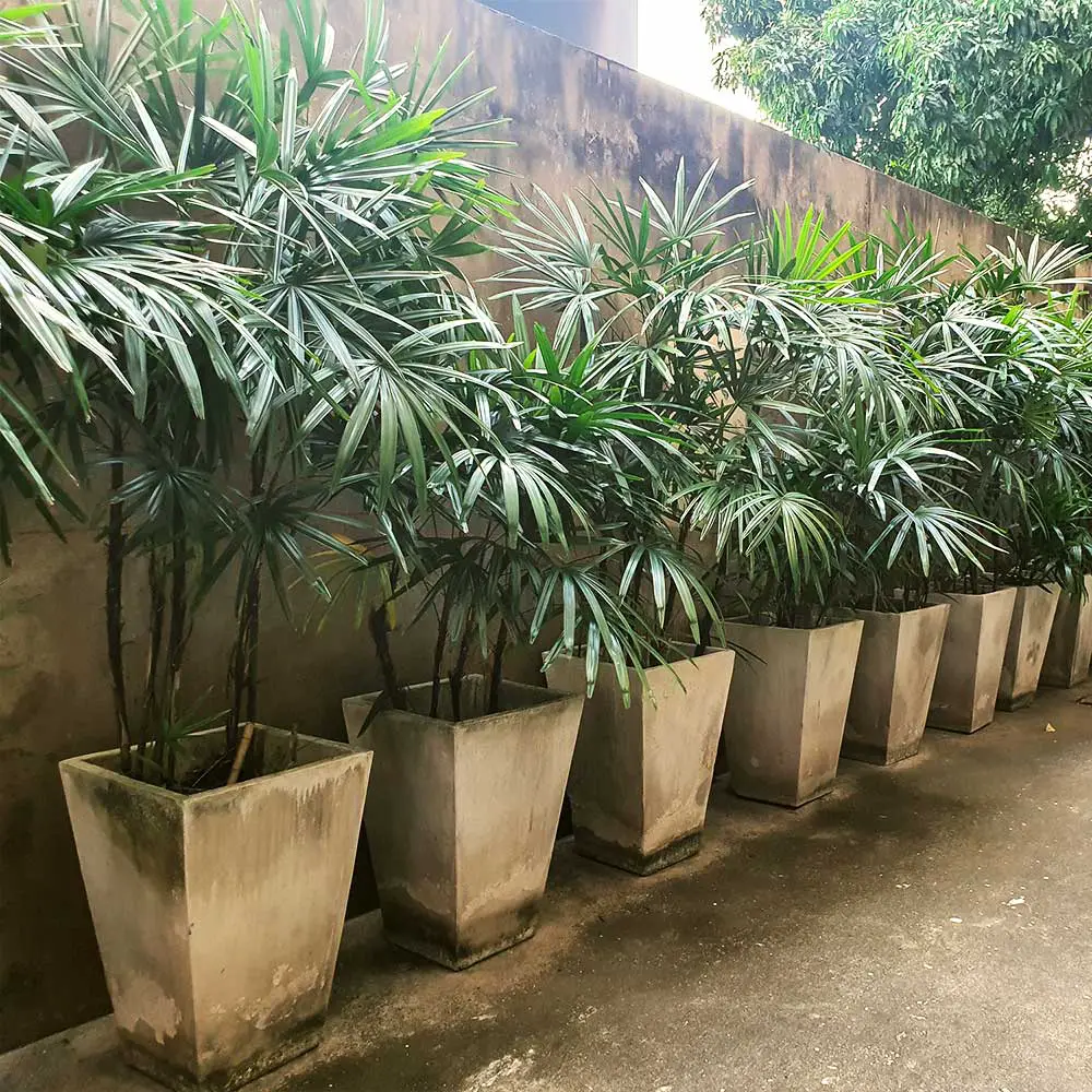 Lady Palm Care: 7 Easy Tips for Healthy Indoor Growth