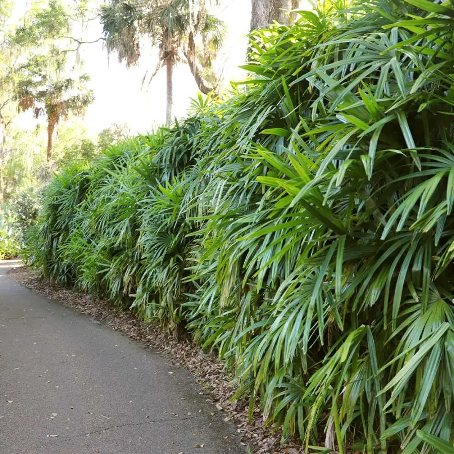 Lady Palm Care: 7 Easy Tips for Healthy Indoor Growth