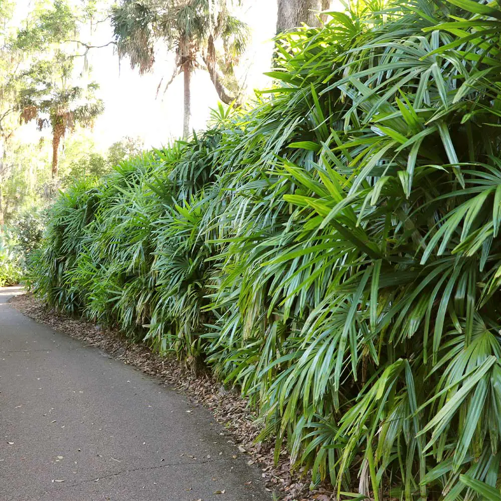 Lady Palm Care: 7 Easy Tips for Healthy Indoor Growth