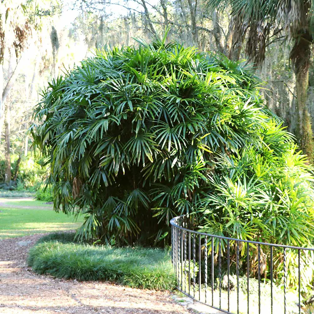 Lady Palm Care: 7 Easy Tips for Healthy Indoor Growth