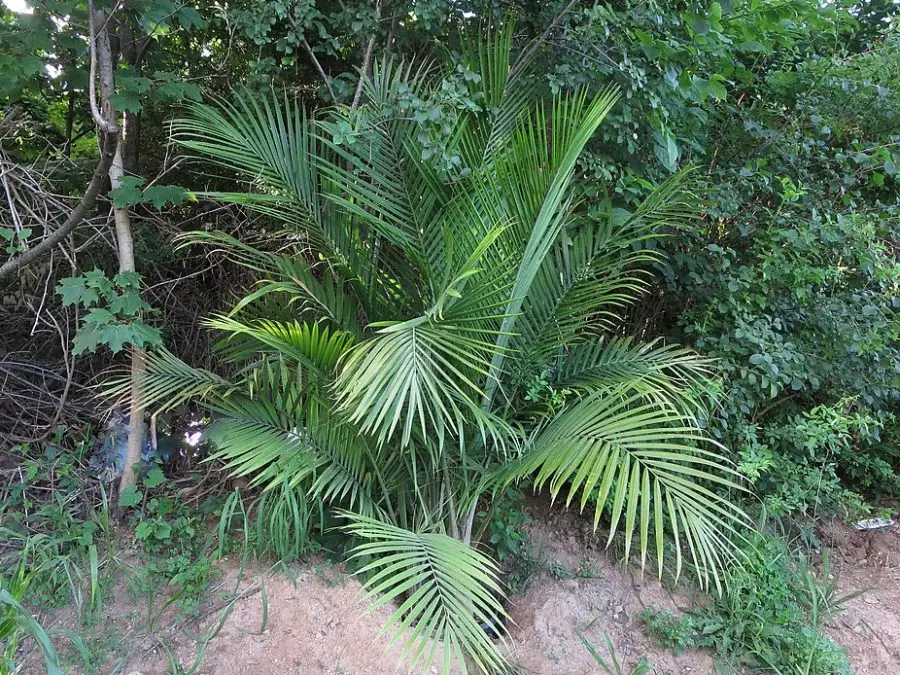 Majesty Palm Care Indoors: 11 Easy Steps To Ravenea Rivularis Care