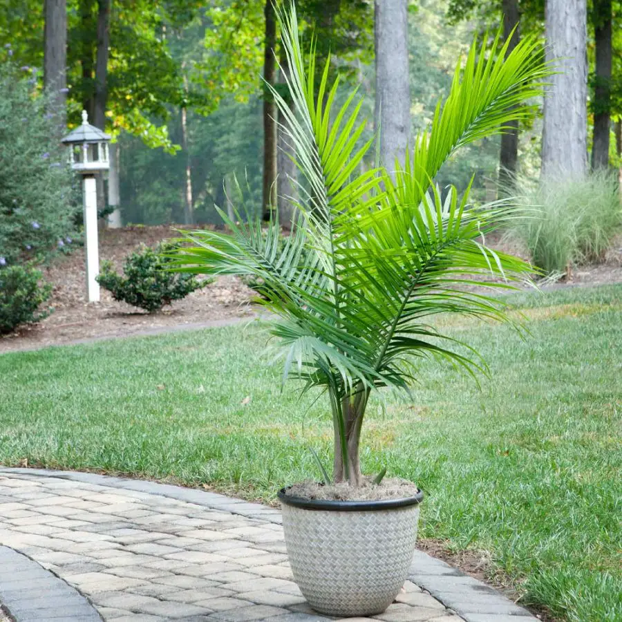 Majesty Palm Care Indoors: 11 Easy Steps To Ravenea Rivularis Care
