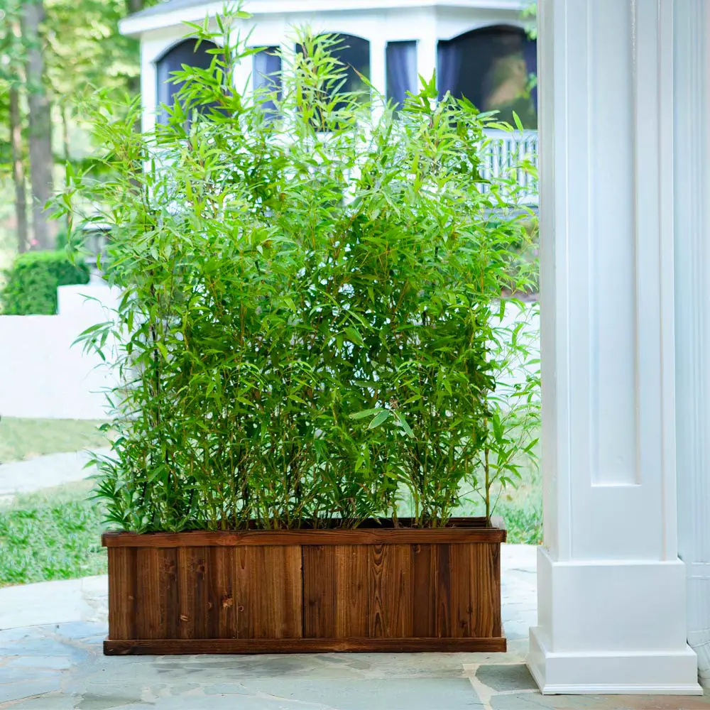 Multiplex Bamboo Indoors Or Outdoors: Best Growing Tips