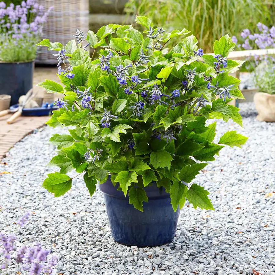 Growing Clematis Indoors In Pots: 11 Easy Growth Tips