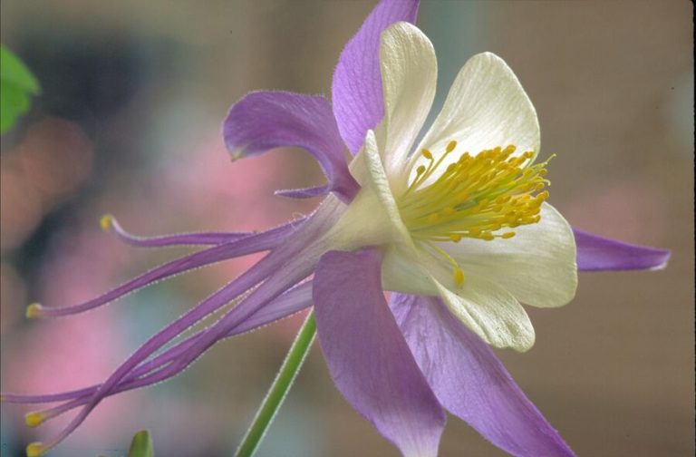 Growing Columbine In Containers: 11 Easy Growth Tips