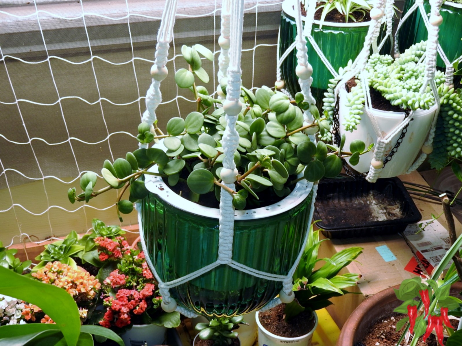 Self Watering Planters: Grow Amazing Plants with Less Effort