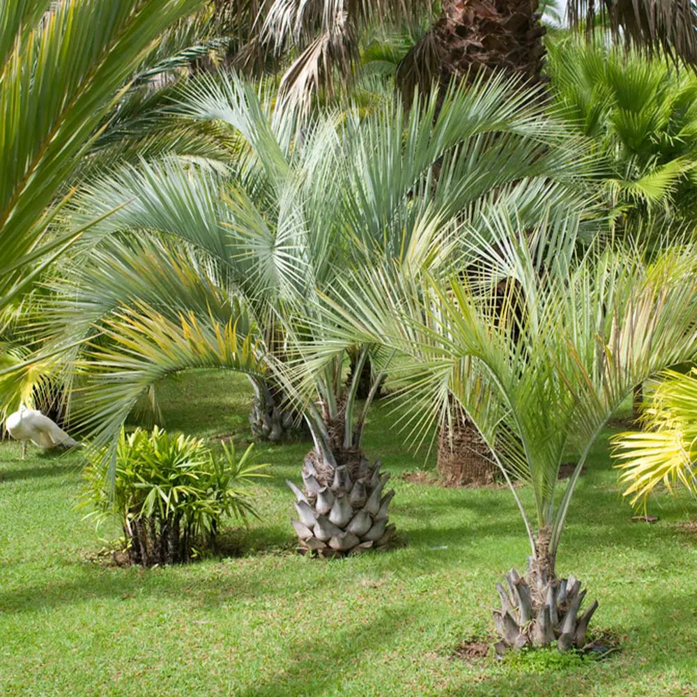 Pindo Palm Care Guide: 7 Easy Care Tips For Beginners