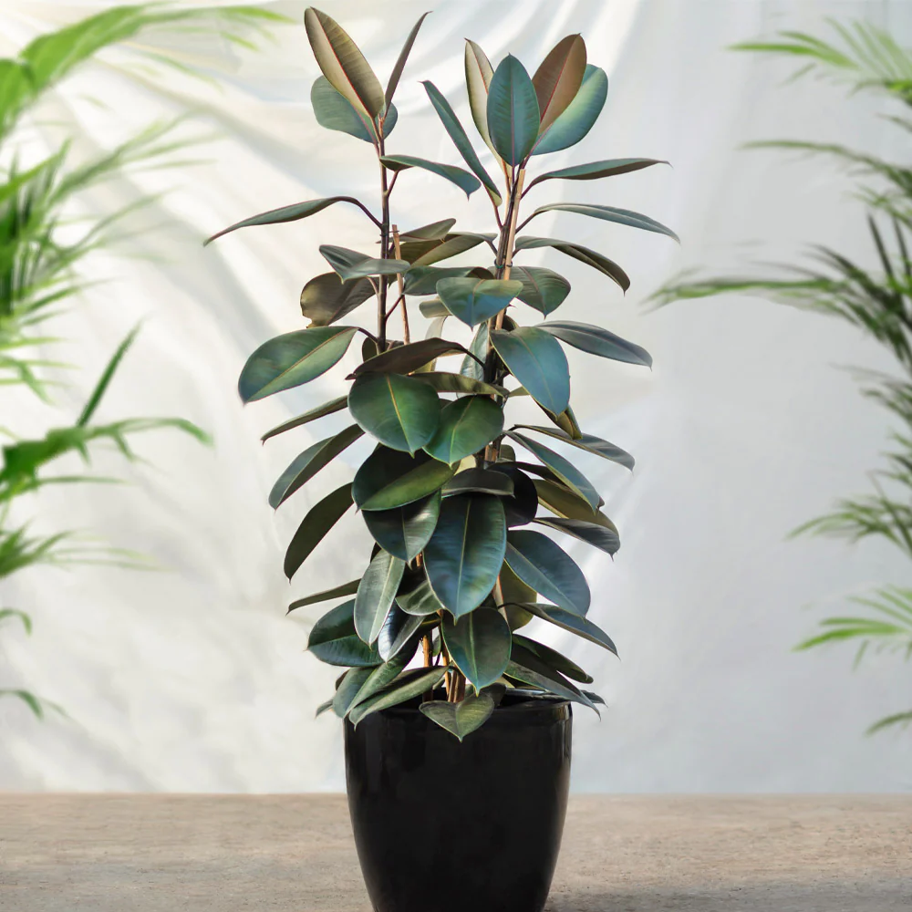 Rubber Plant Care Indoors: Light, Water, Soil & Pruning Tips