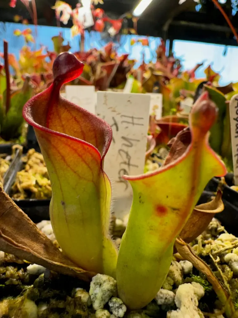Heliamphora heterodoxa Care Guide: The Adaptable Sun Pitcher for Indoor ...