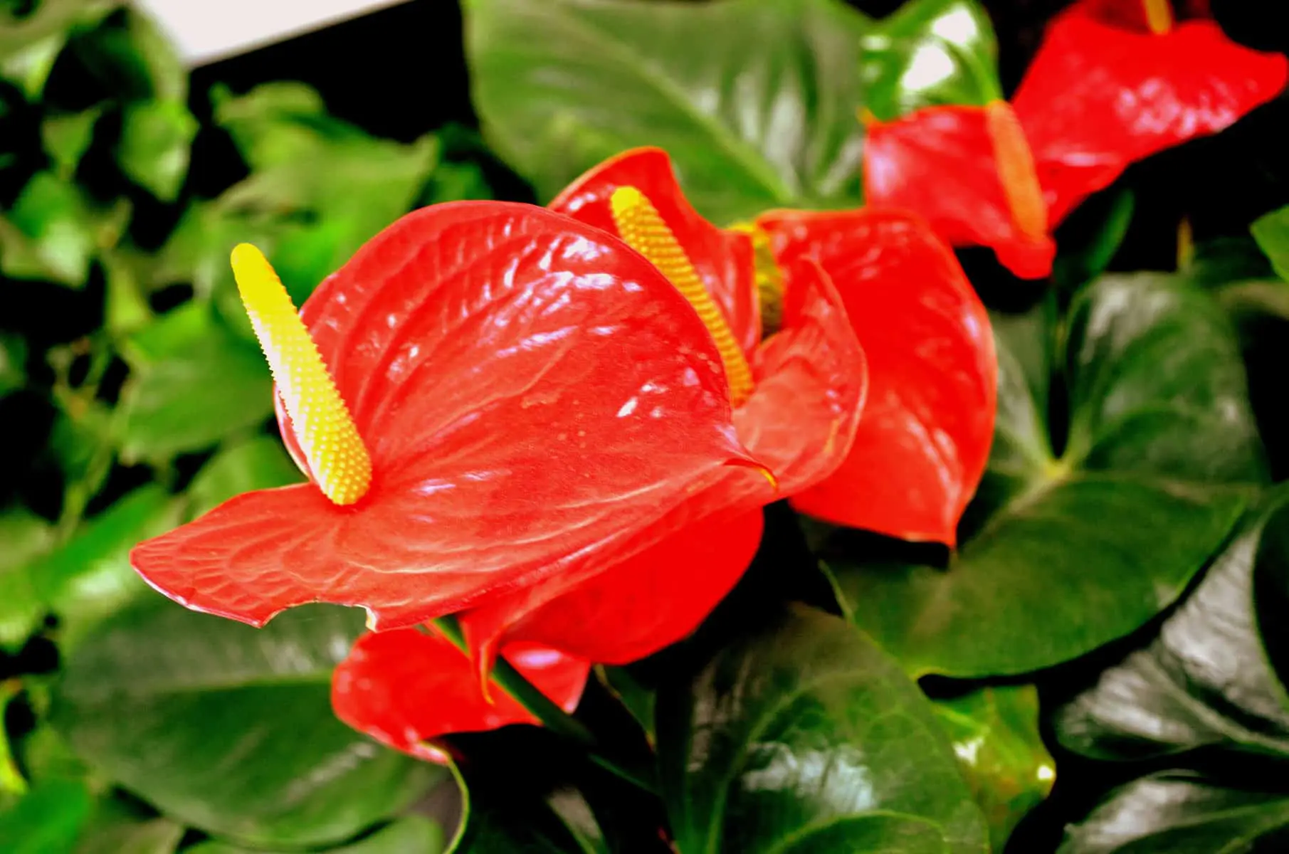 Anthurium Care Indoors: Light, Water, Humidity & Blooming Tips