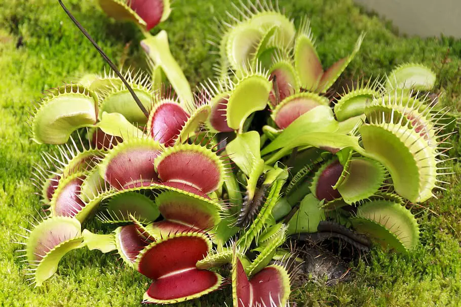 Carnivorous Plant Care: Complete Beginner’s Guide