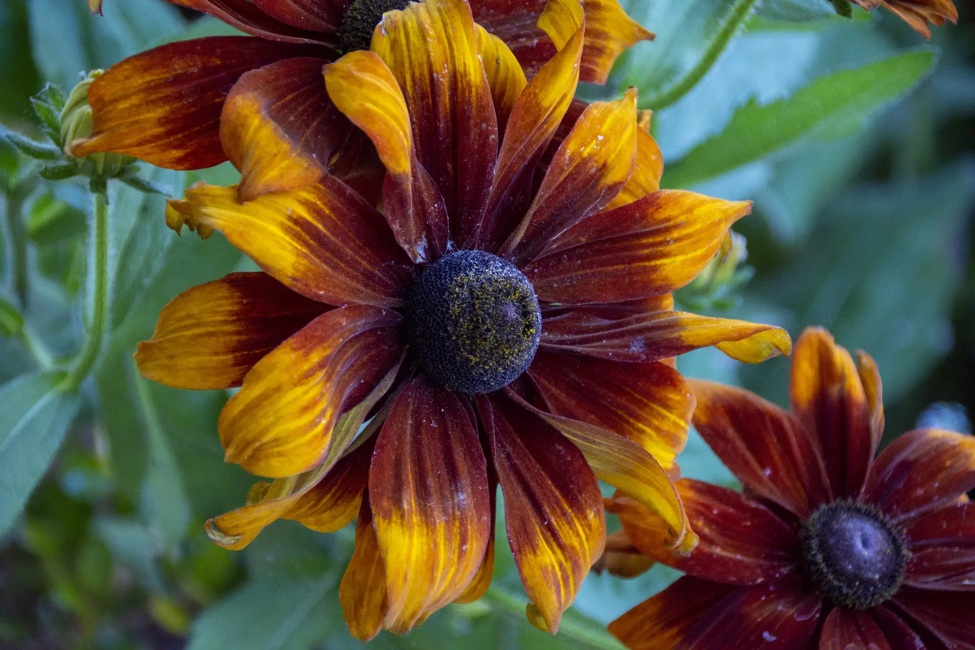 Black-Eyed Susan Plant Care: 7 Tips And Tricks For Beginners