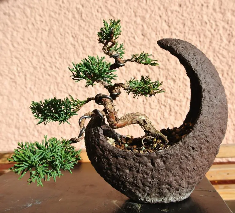 Indoor Bonsai Tree Care: Easy Bonsai Guide for Beginners
