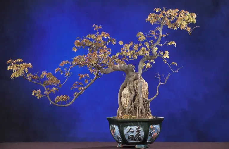 Indoor Bonsai Tree Care: Easy Bonsai Guide for Beginners