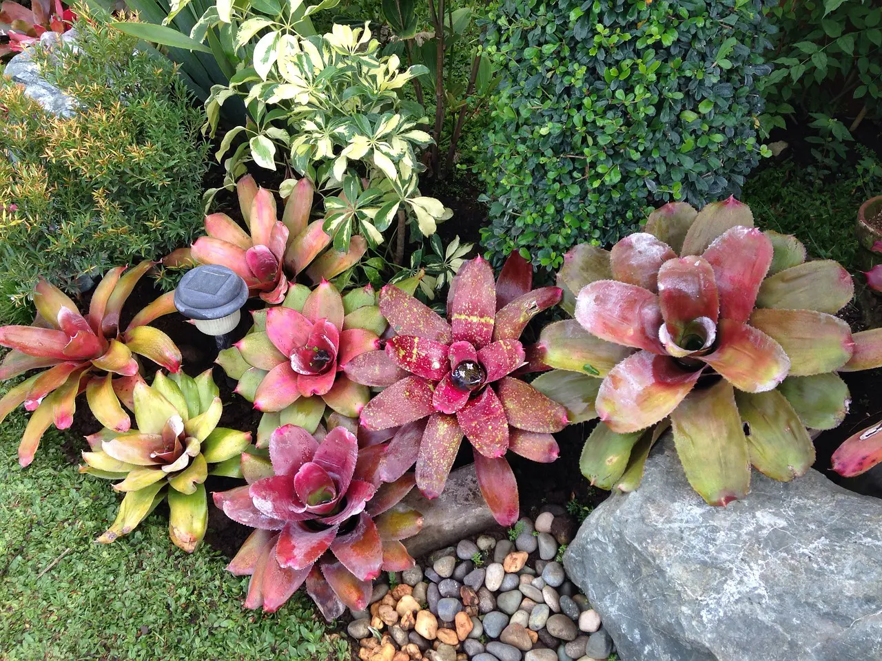 Bromeliad Care Indoors: How To Grow Beautiful Bromeliads