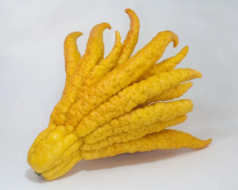 How To Grow Buddha's Hand Indoors: Tips And Tricks For Growing Buddha's ...