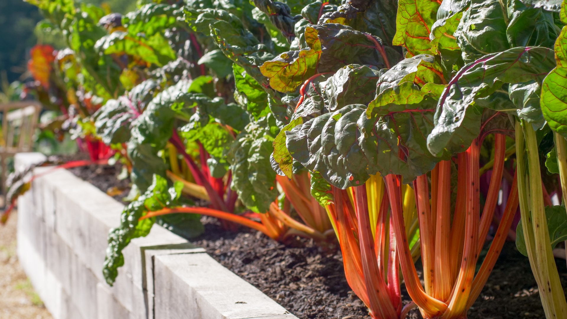 Growing Rhubarb in Pots: Comprehensive Guide