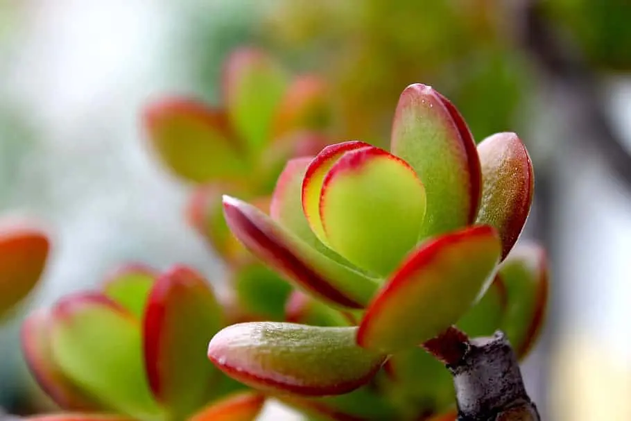 Dwarf Jade Plant Care [Crosby's Dwarf Jade Care Guide]