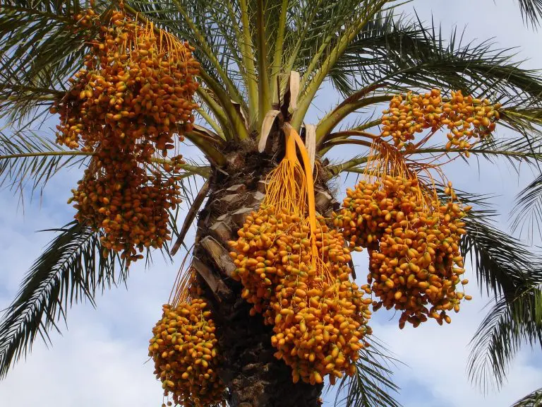 Indoor Palm Tree Care: 11 Powerful Tips Complete Guide For Beginners