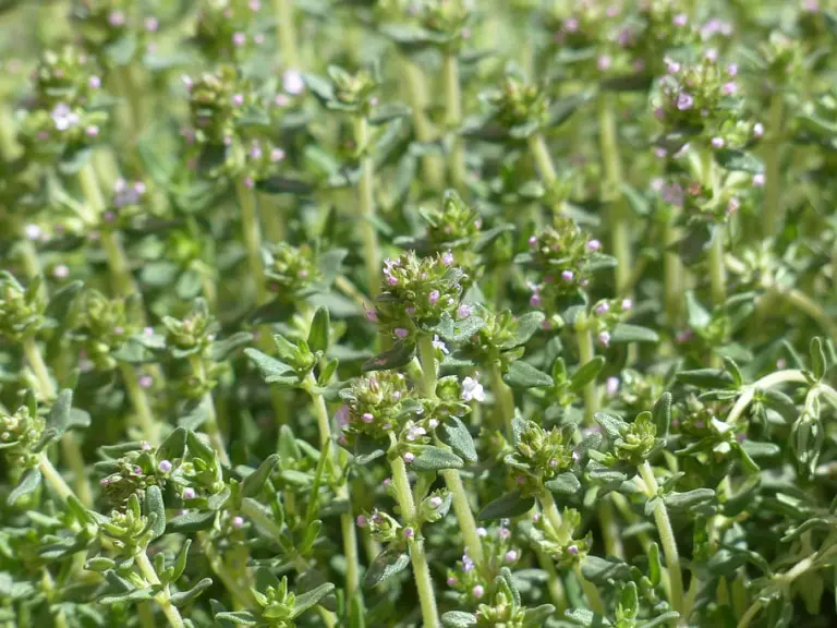How to Grow Thyme Indoors: Beginner-Friendly Herb Guide