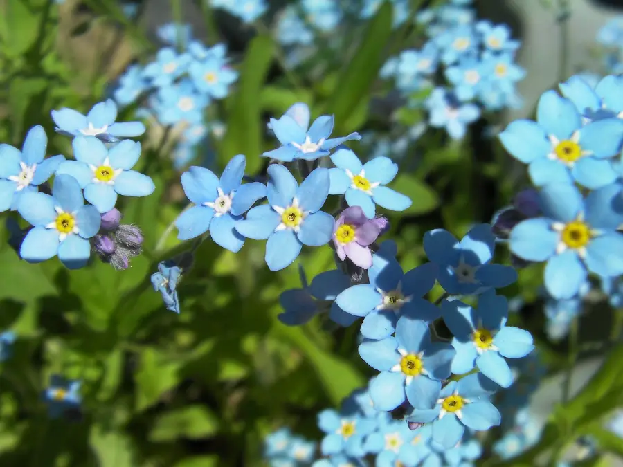Forget-Me-Not Flowers In Pots: 9 Easy Care Tips