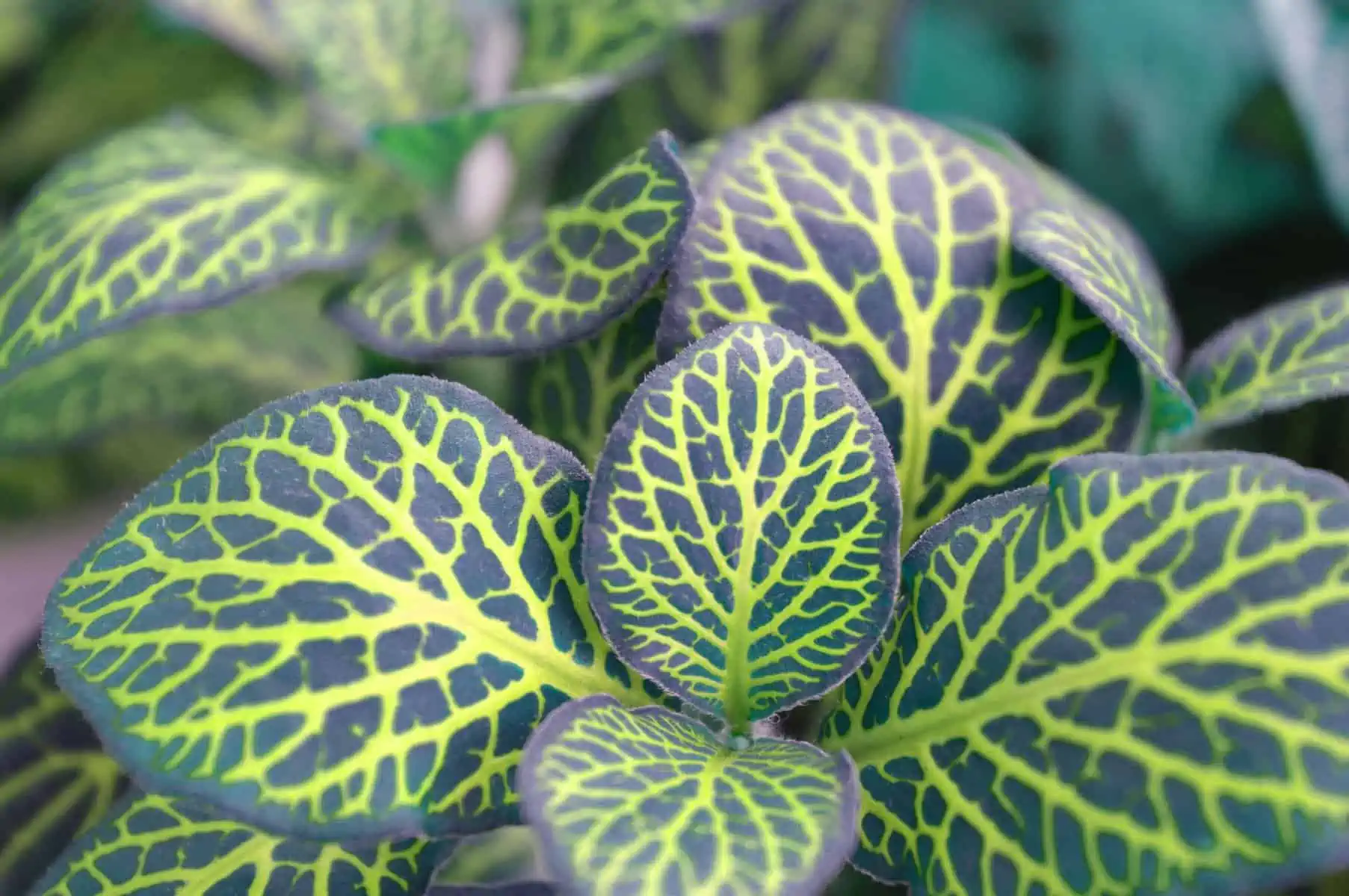 Nerve Plant Care Guide - How to Grow and Maintain a Fittonia