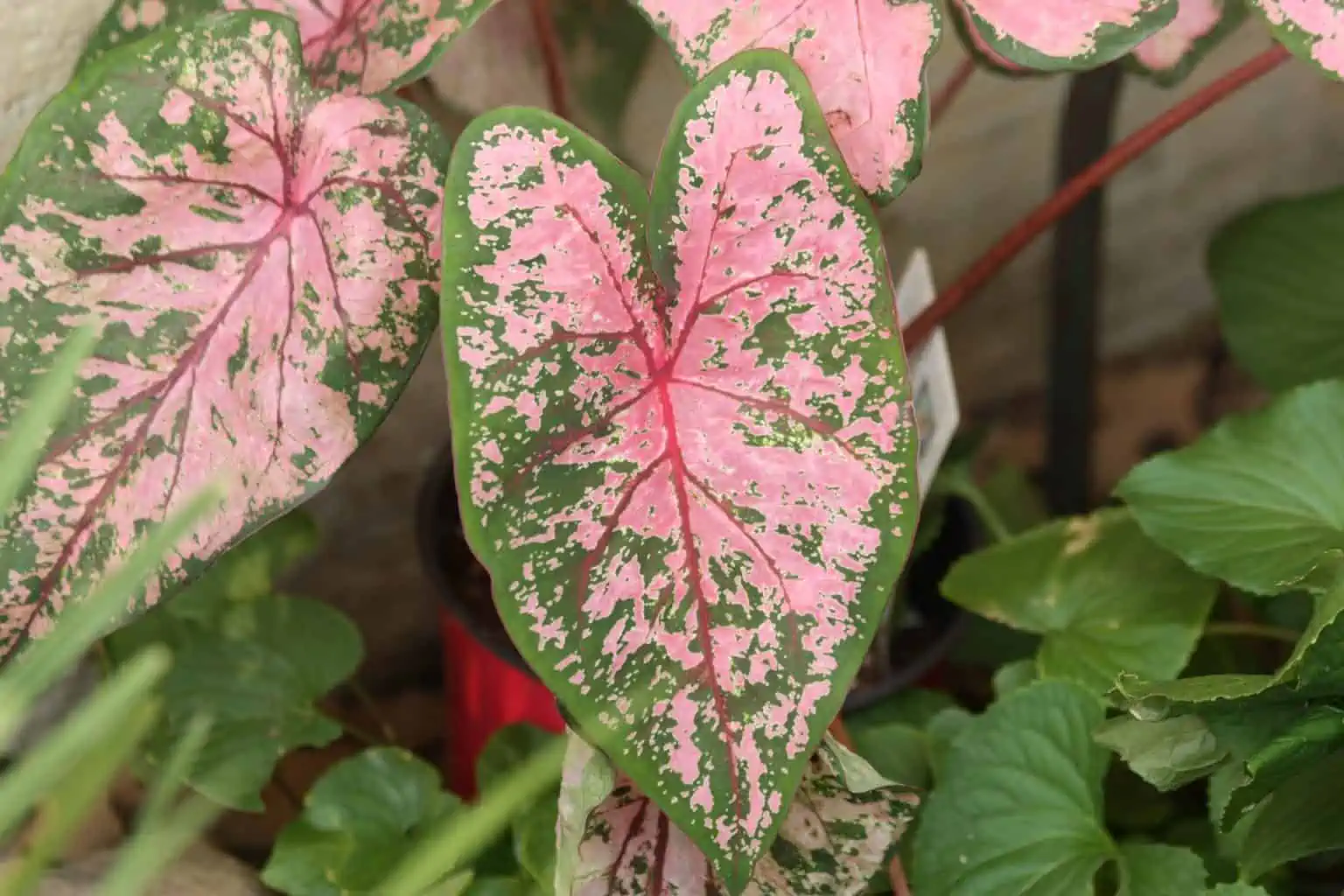 How To Care For Caladiums In Pots: 7 Easy Care Tips