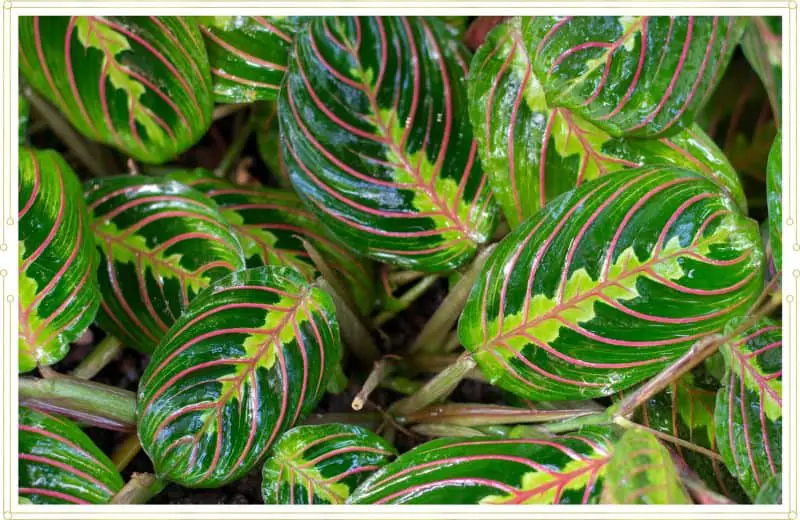 Prayer Plant Care Instructions: 7 Easy Tips and Tricks