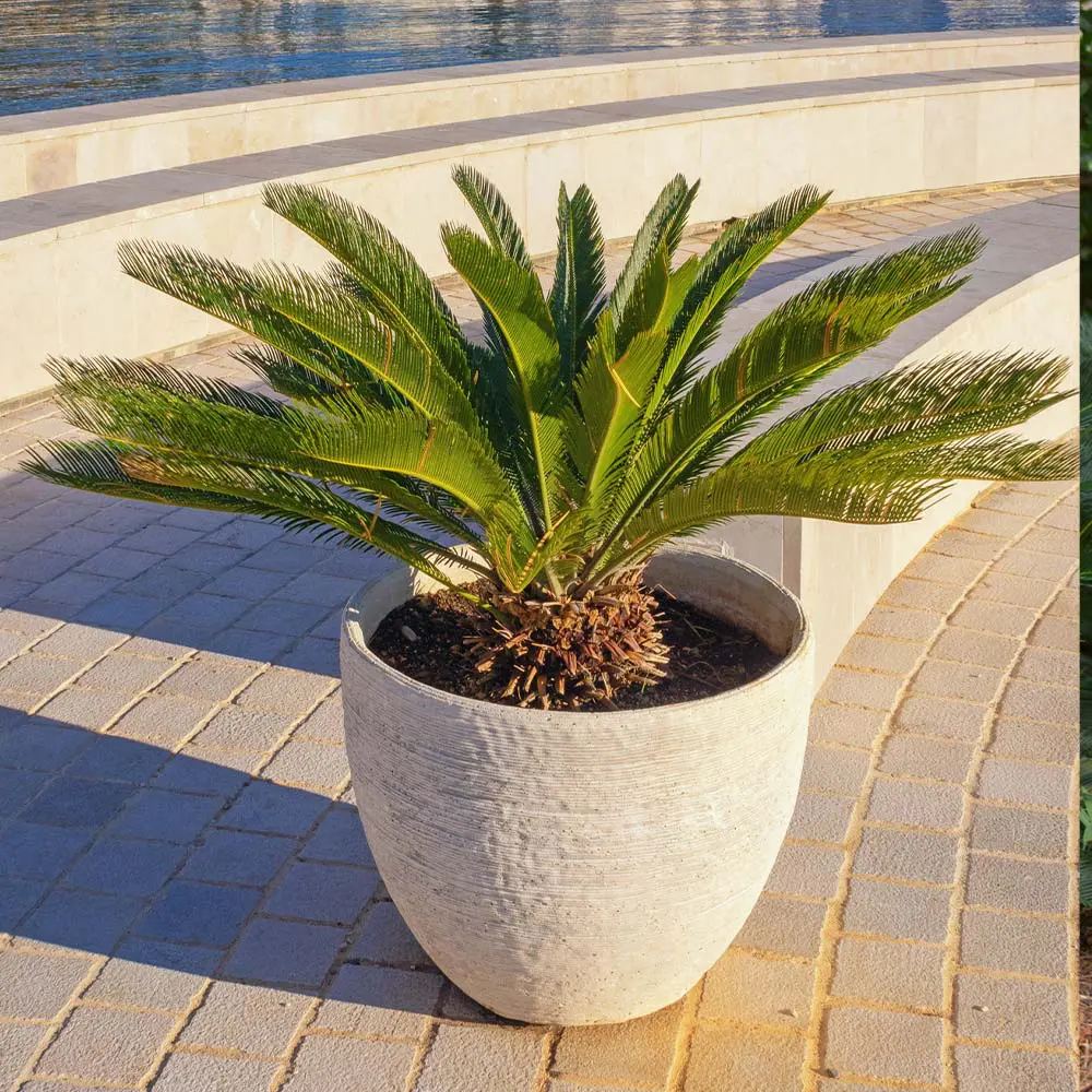 Growing Sago Palms In Pots: 10 Easy Tips For Sago Palm Care