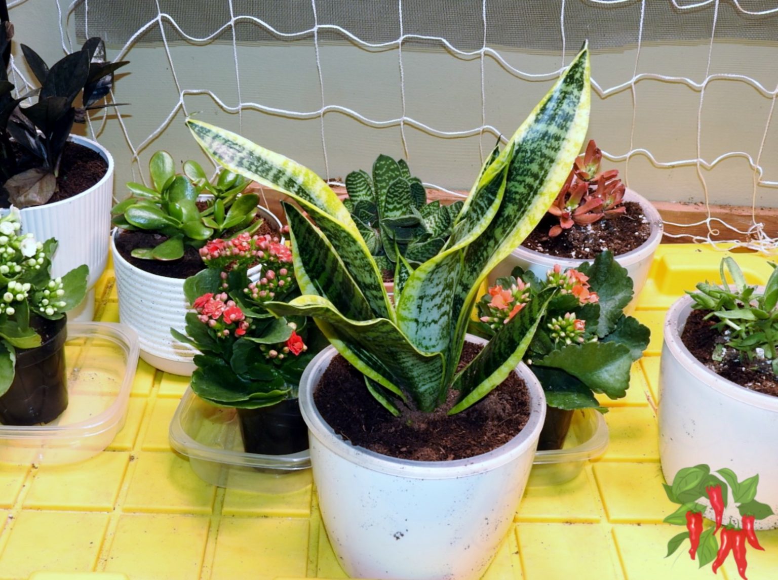How To Grow Succulent Plants: Easy Indoor Succulent Guide