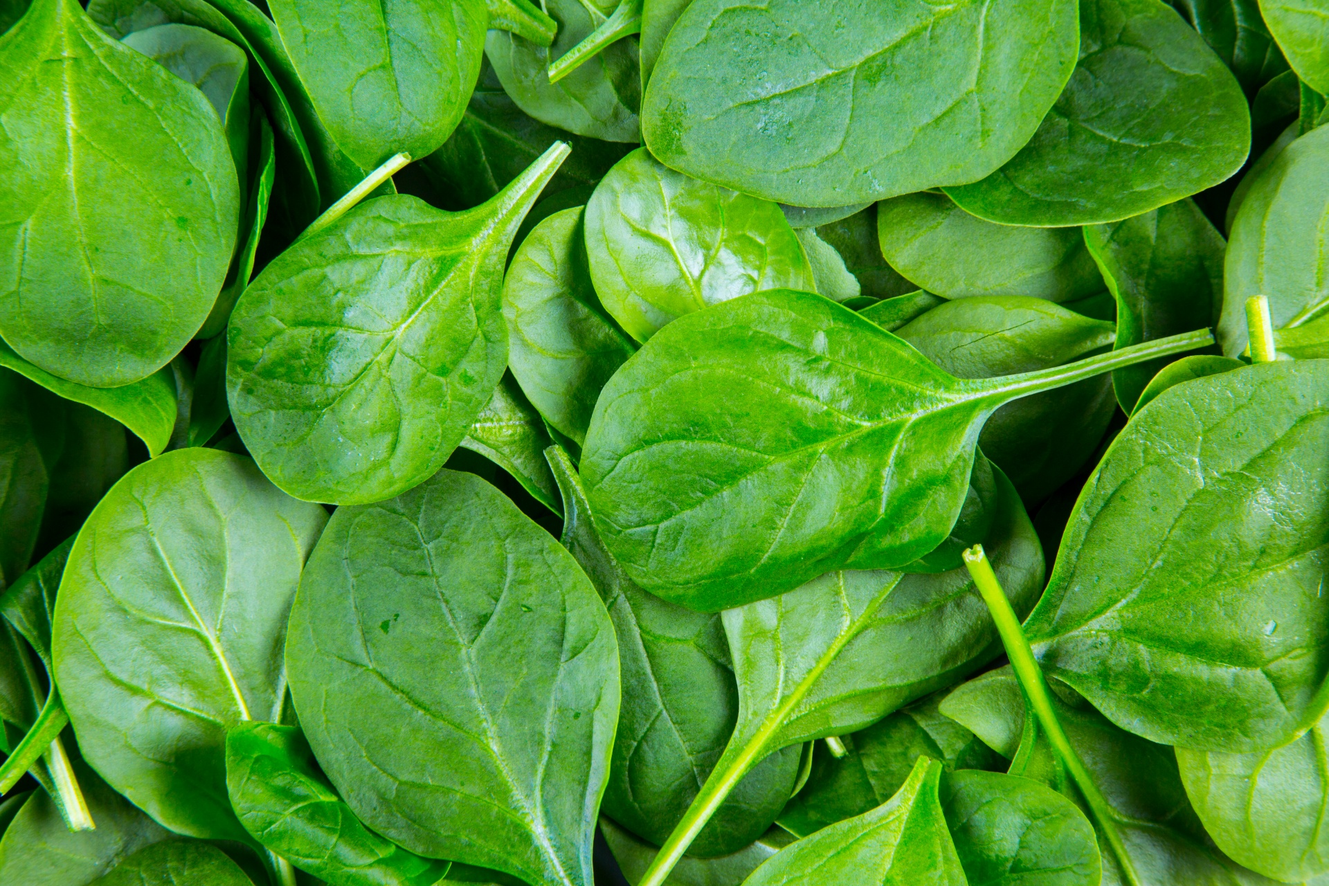 How To Grow Spinach Microgreens 7 Easy Steps For Beginners