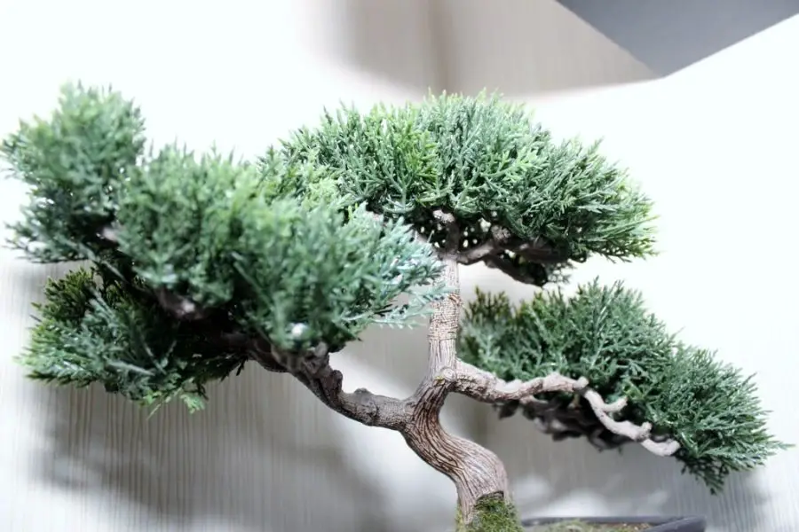 Indoor Bonsai Tree Care: Easy Bonsai Guide for Beginners