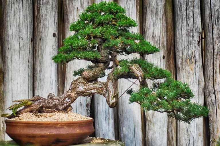 Indoor Bonsai Tree Care: Easy Bonsai Guide for Beginners